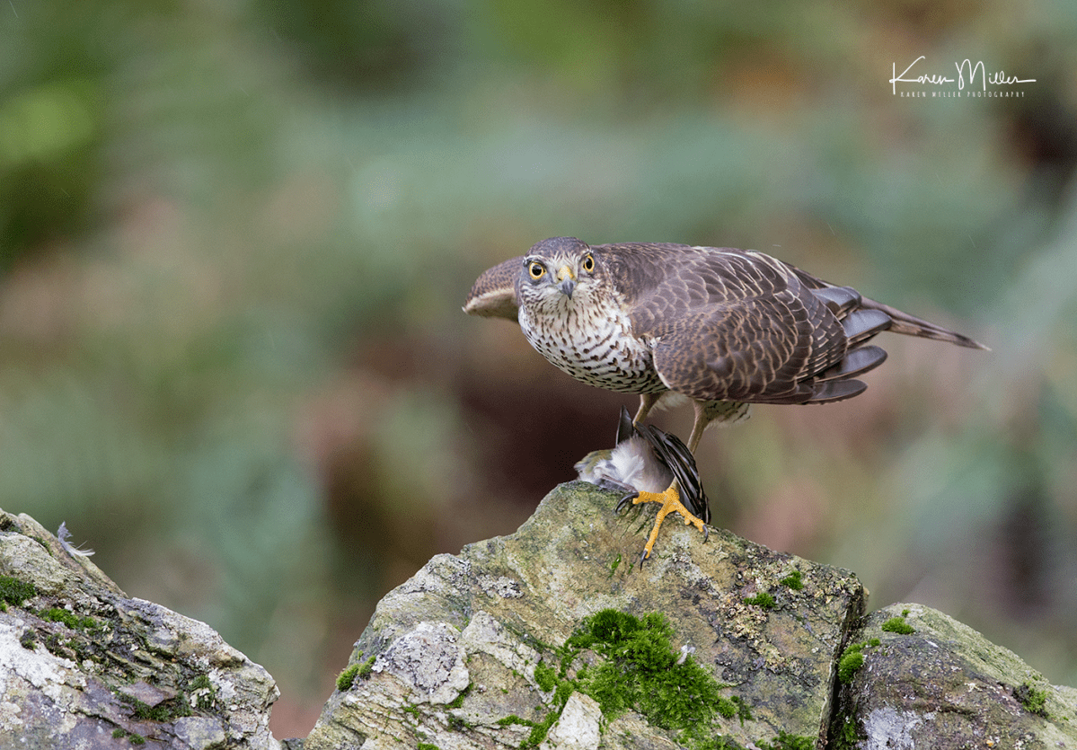 Sparrowhawks, Red Squirrels, Tawny Owl and more. – Karen Miller's ...