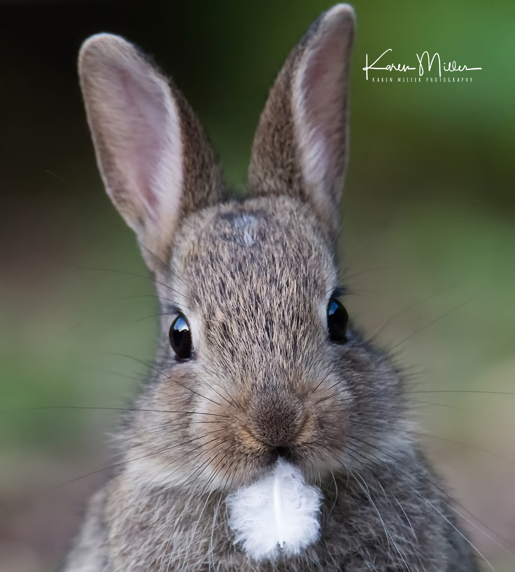Rabbit with Feather – How I Got The Shot – Karen Miller's Wildlife ...