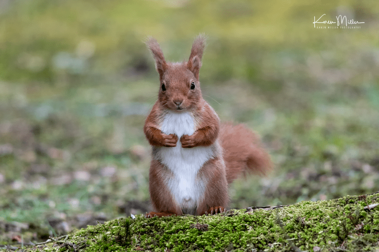 Where to Find and Photograph Red Squirrels in Scotland – Karen Miller's ...