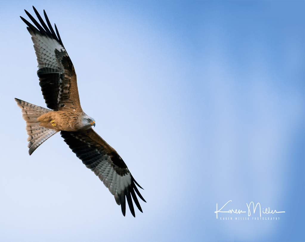 Gigrin Red Kites – Wow! – Karen Miller's Wildlife photography blog