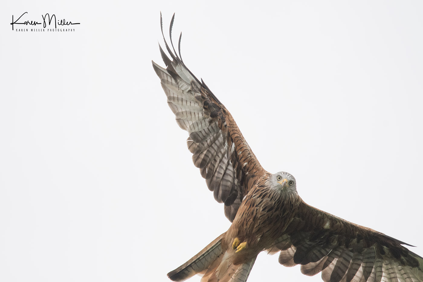 Gigrin Red Kites – Wow! – Karen Miller's Wildlife photography blog