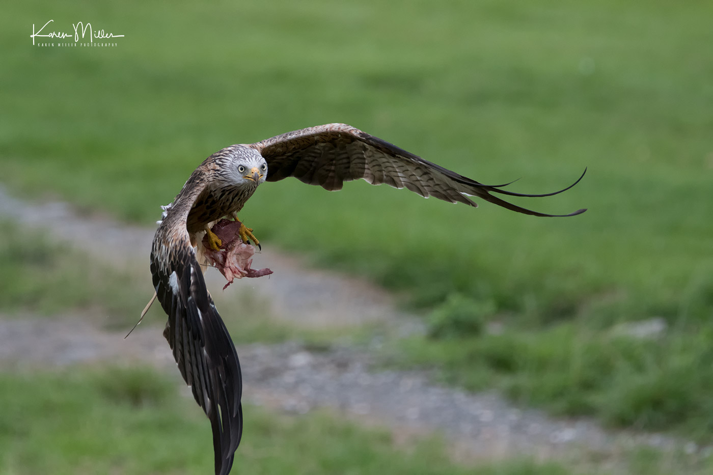Gigrin Red Kites – Wow! – Karen Miller's Wildlife photography blog