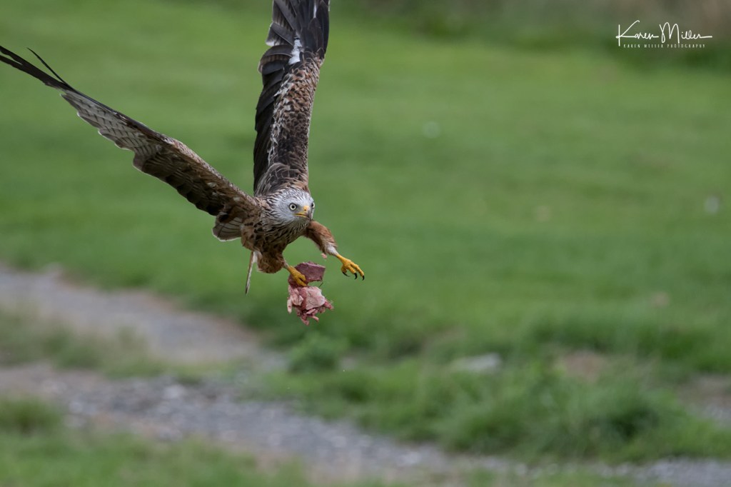 Gigrin Red Kites – Wow! – Karen Miller's Wildlife photography blog