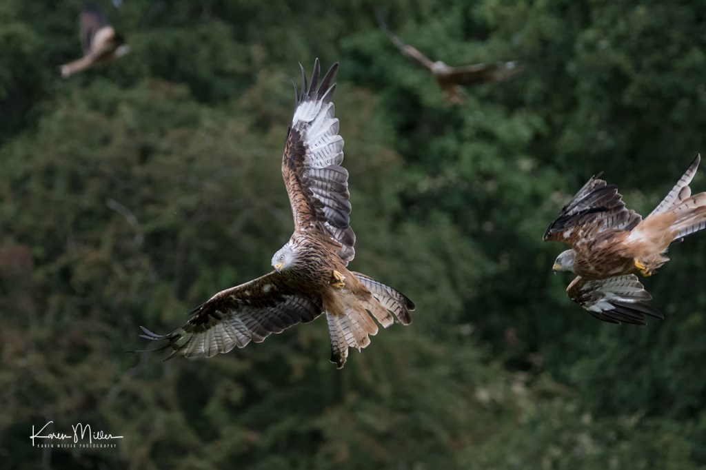 Gigrin Red Kites – Wow! – Karen Miller's Wildlife photography blog