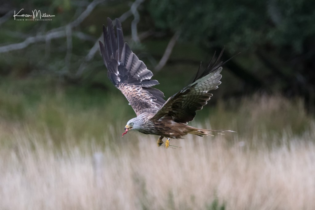 Gigrin Red Kites – Wow! – Karen Miller's Wildlife photography blog