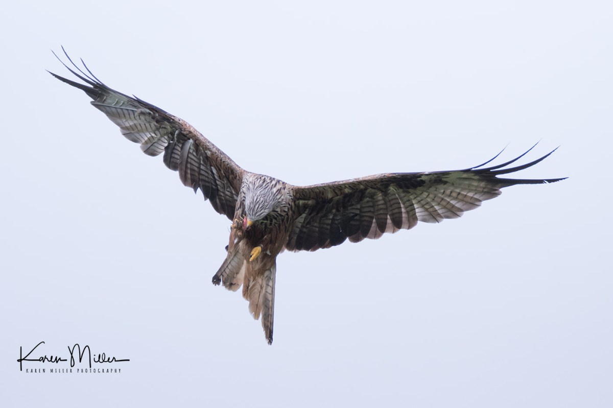 Gigrin Red Kites – Wow! – Karen Miller's Wildlife photography blog