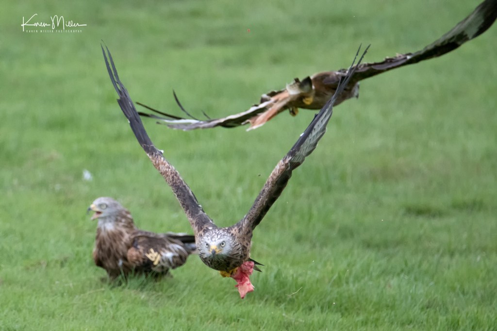 Gigrin Red Kites – Wow! – Karen Miller's Wildlife photography blog