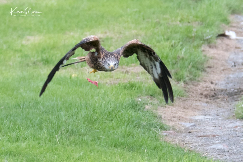 Gigrin Red Kites – Wow! – Karen Miller's Wildlife photography blog