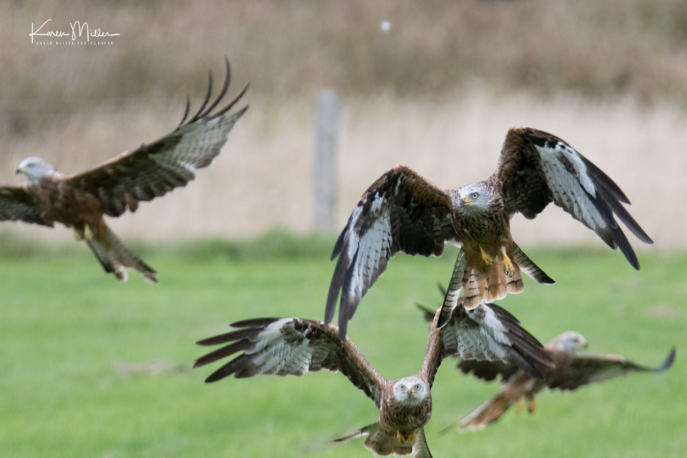Gigrin Red Kites – Wow! – Karen Miller's Wildlife photography blog