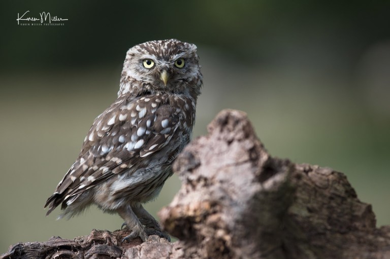 Worcestershire: Little Owls, Kingfisher and A Confiding Snipe – Karen ...
