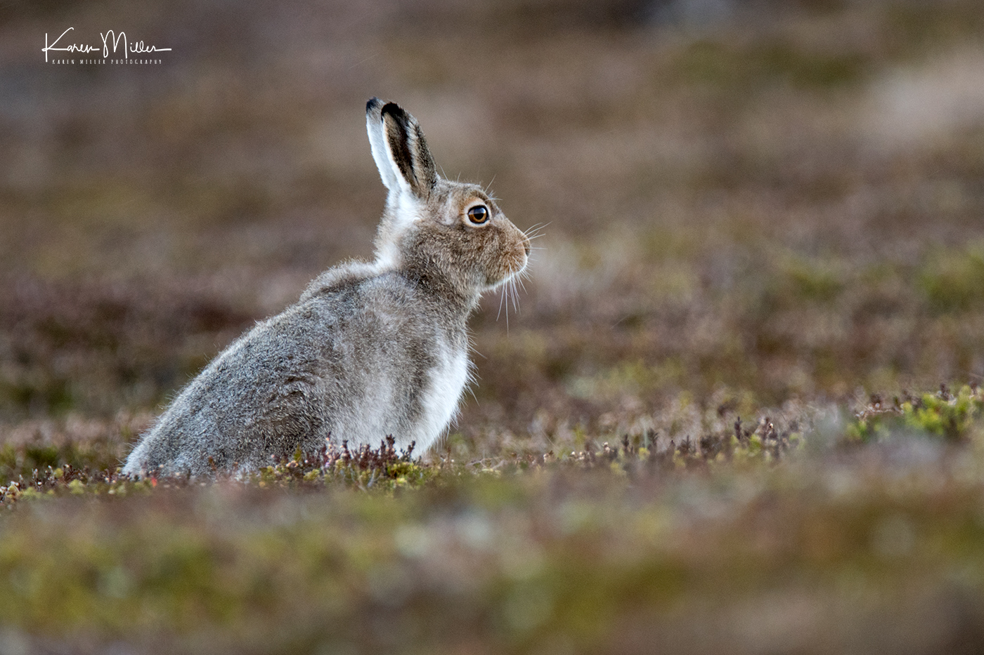 October Mountain Hares – Karen Miller's Wildlife photography blog