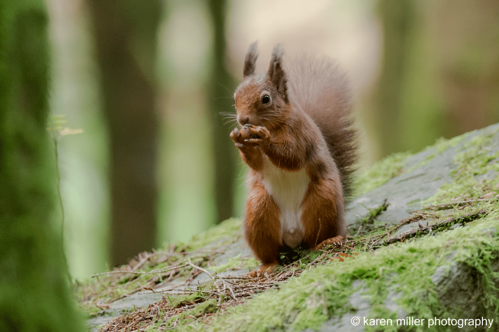 Where to Find and Photograph Red Squirrels in Scotland – Karen Miller's ...