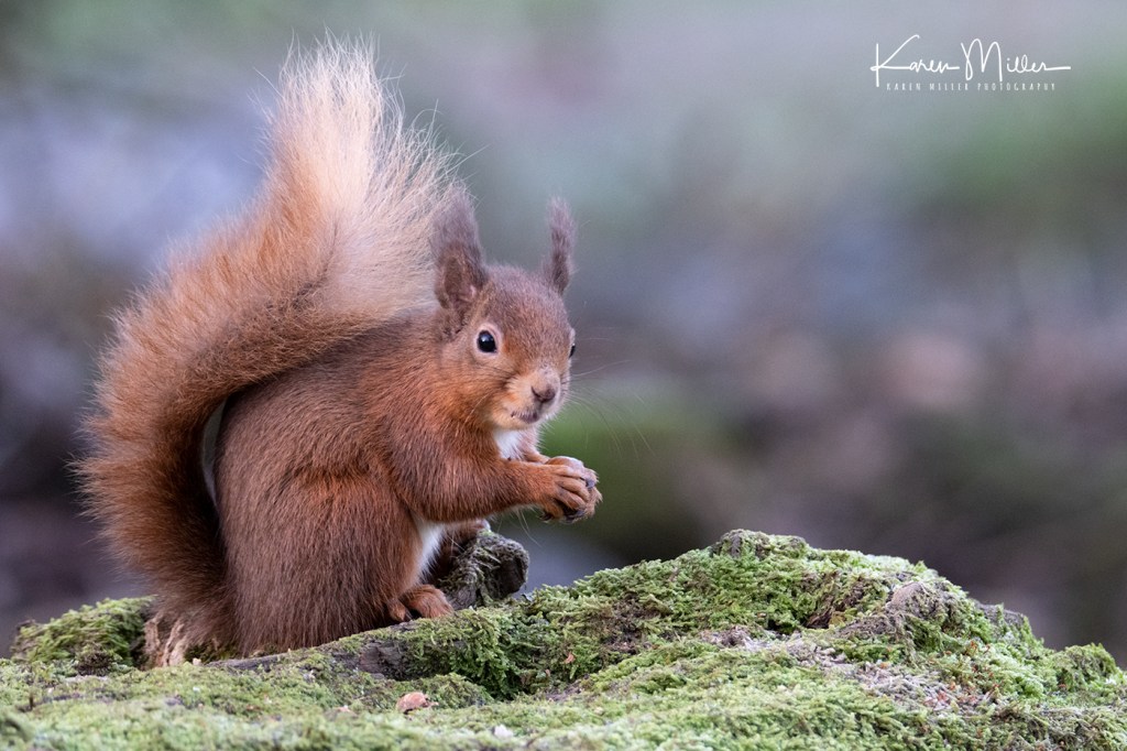 Where to Find and Photograph Red Squirrels in Scotland – Karen Miller's ...