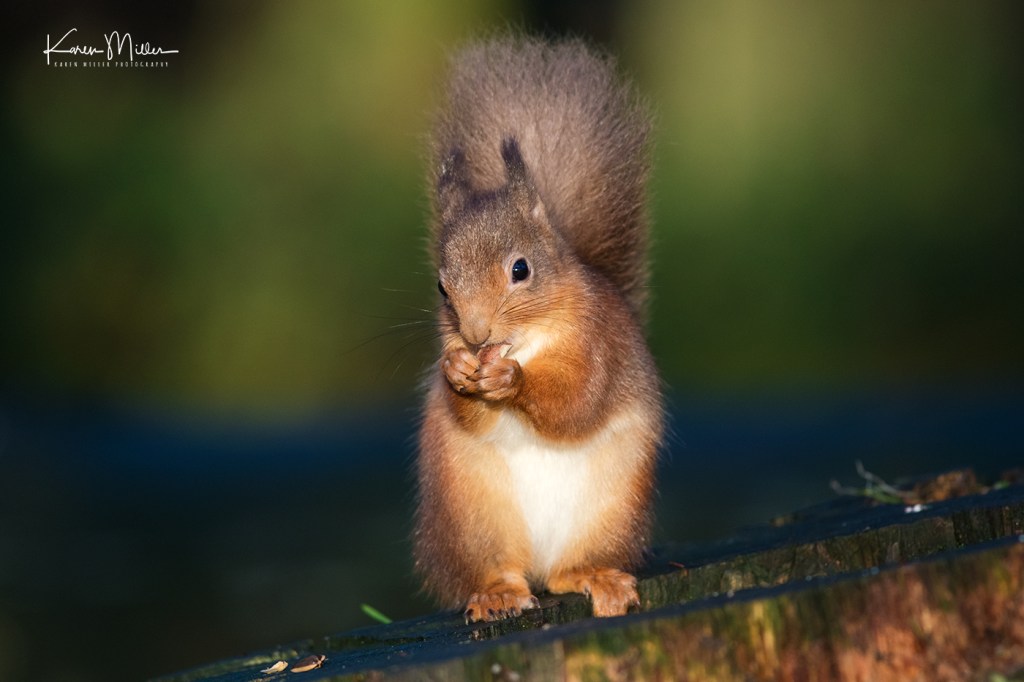 Where to Find and Photograph Red Squirrels in Scotland – Karen Miller's ...