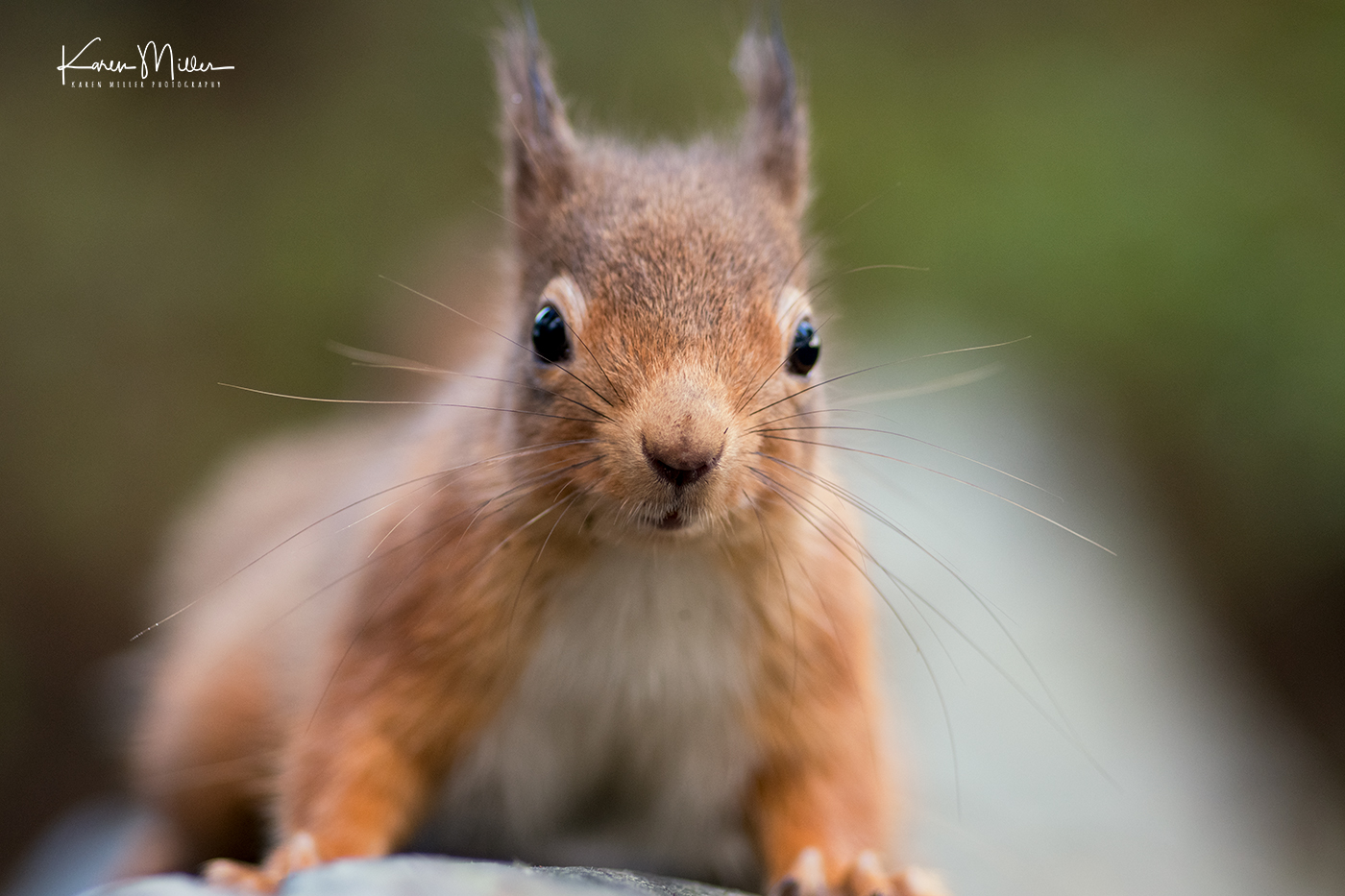 Where to Find and Photograph Red Squirrels in Scotland – Karen Miller's ...