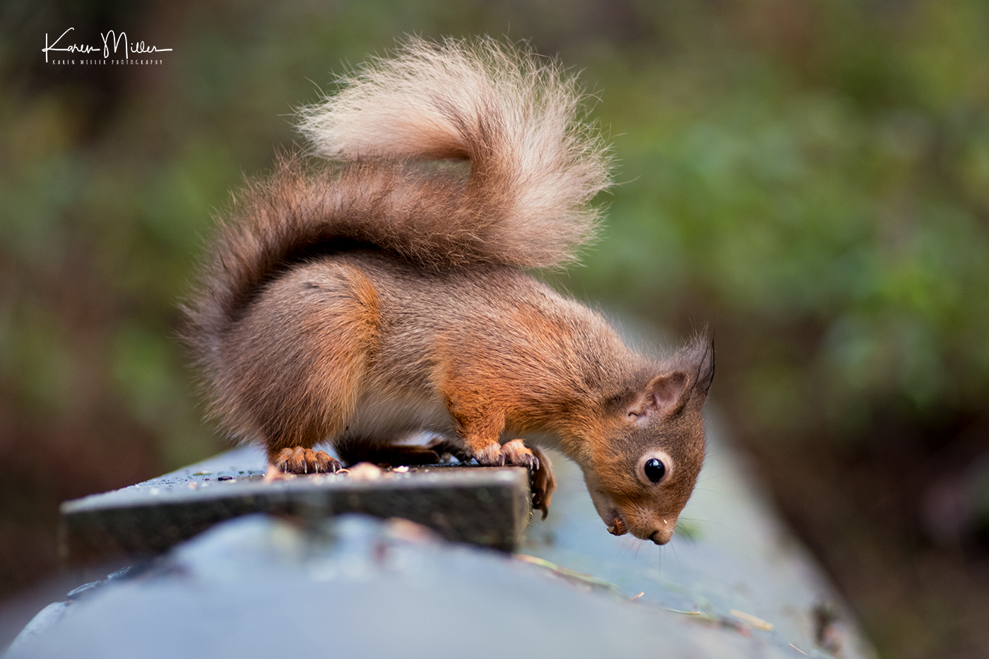 Where to Find and Photograph Red Squirrels in Scotland – Karen Miller's ...