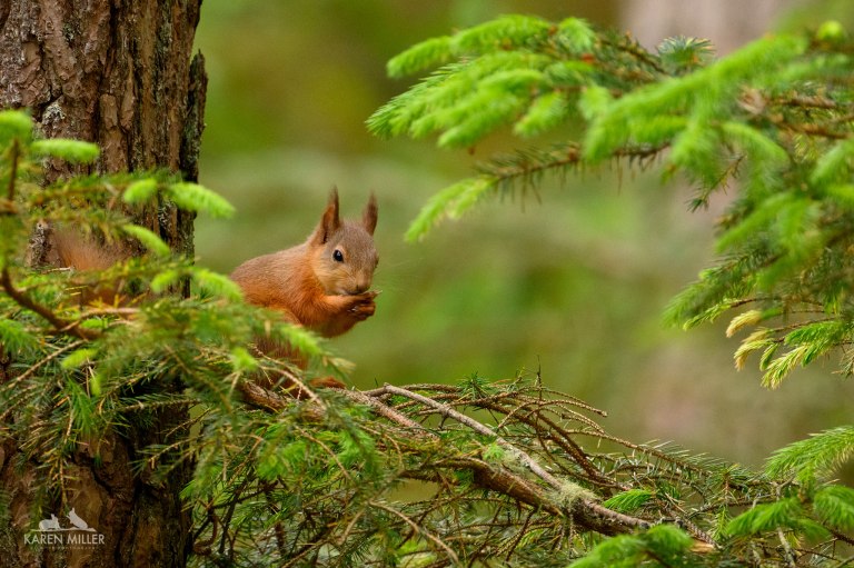 Where to Find and Photograph Red Squirrels in Scotland – Karen Miller's ...