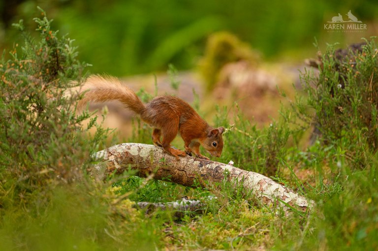Where to Find and Photograph Red Squirrels in Scotland – Karen Miller's ...