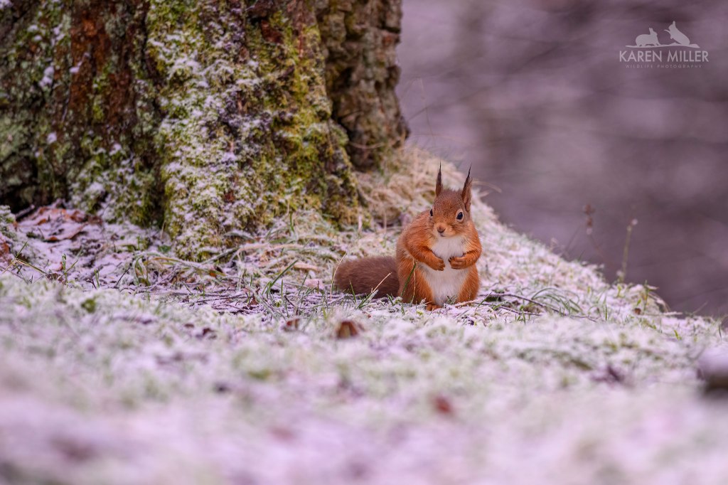 Where to Find and Photograph Red Squirrels in Scotland – Karen Miller's ...