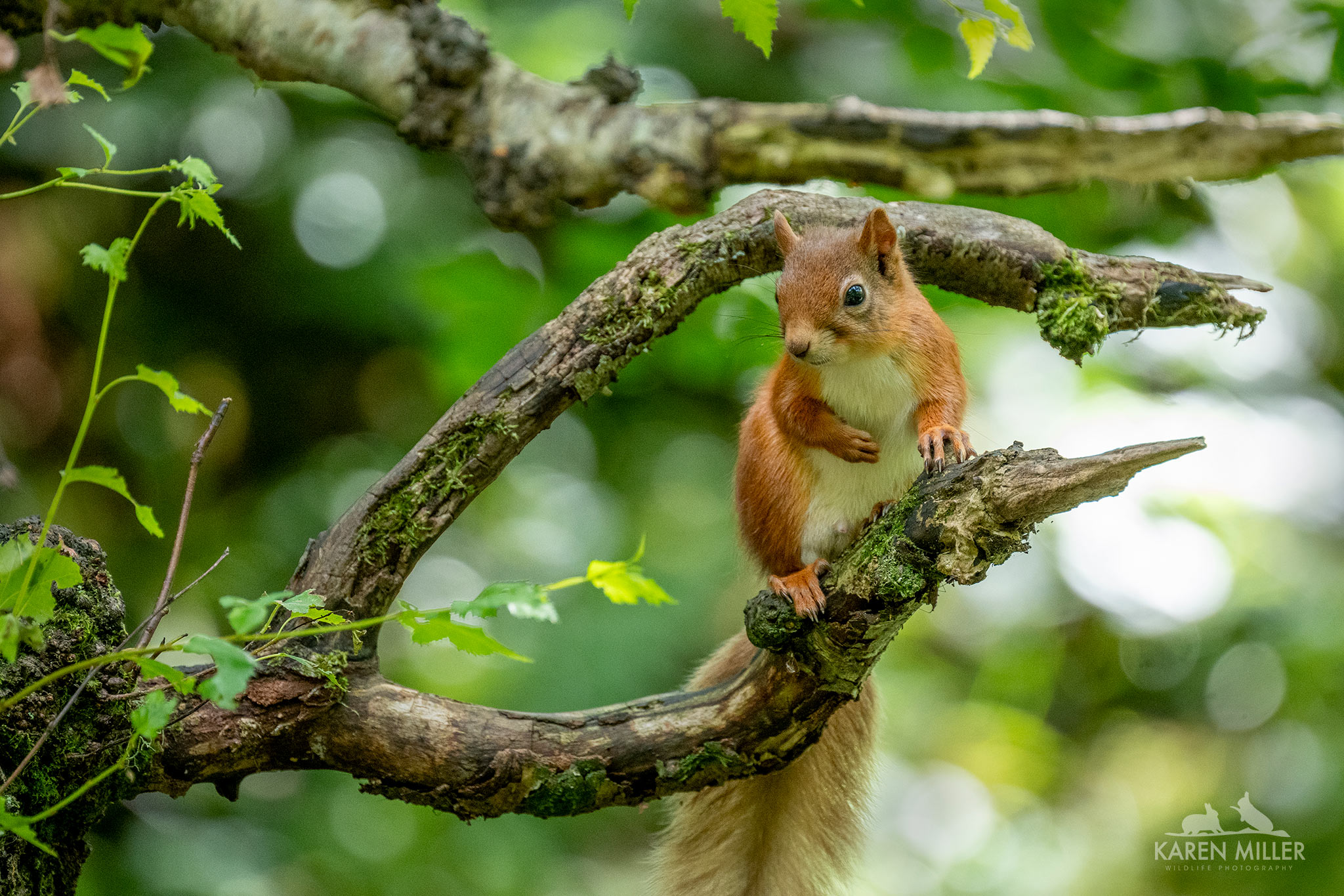 Where to Find and Photograph Red Squirrels in Scotland – Karen Miller's ...