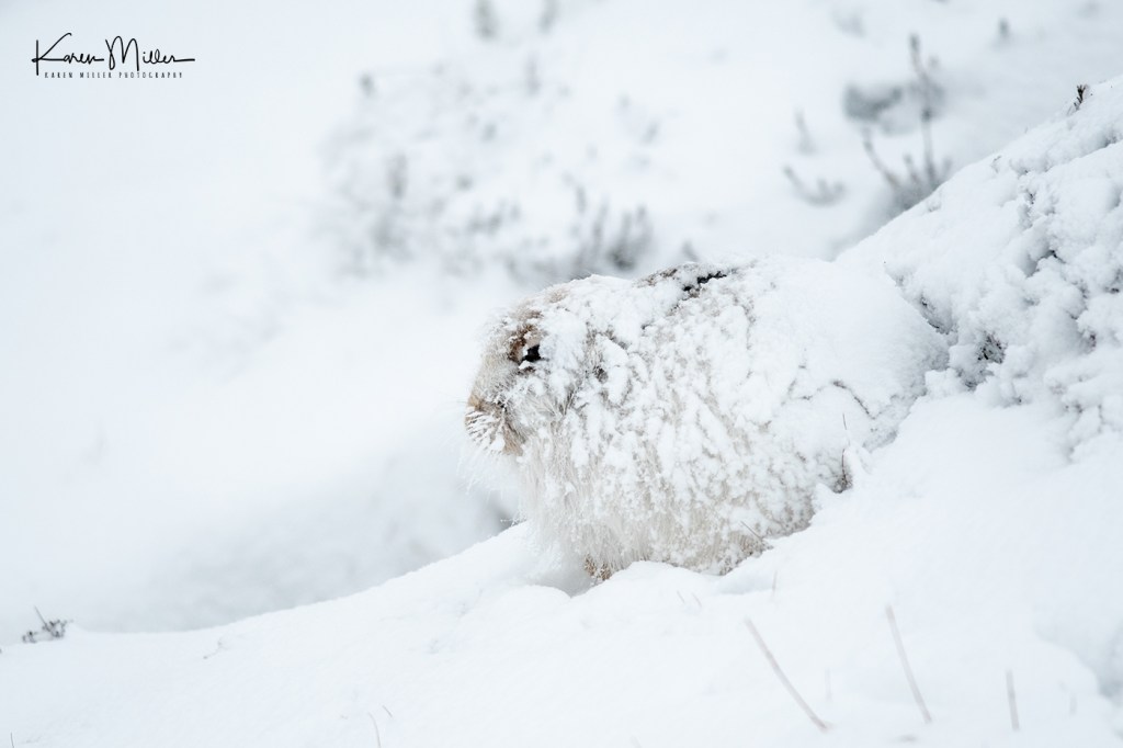 Snow! – Karen Miller's Wildlife photography blog