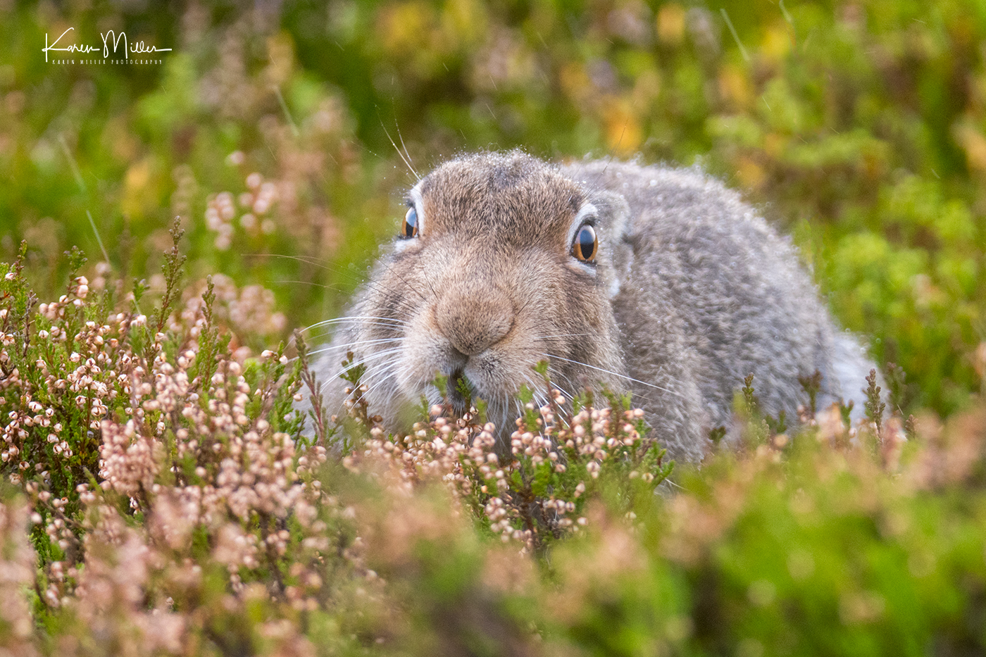 October Mountain Hares – Karen Miller's Wildlife photography blog