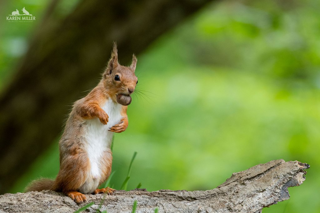 Thoughts on the Nikon Z50 for Wildlife Photography – Karen Miller's ...