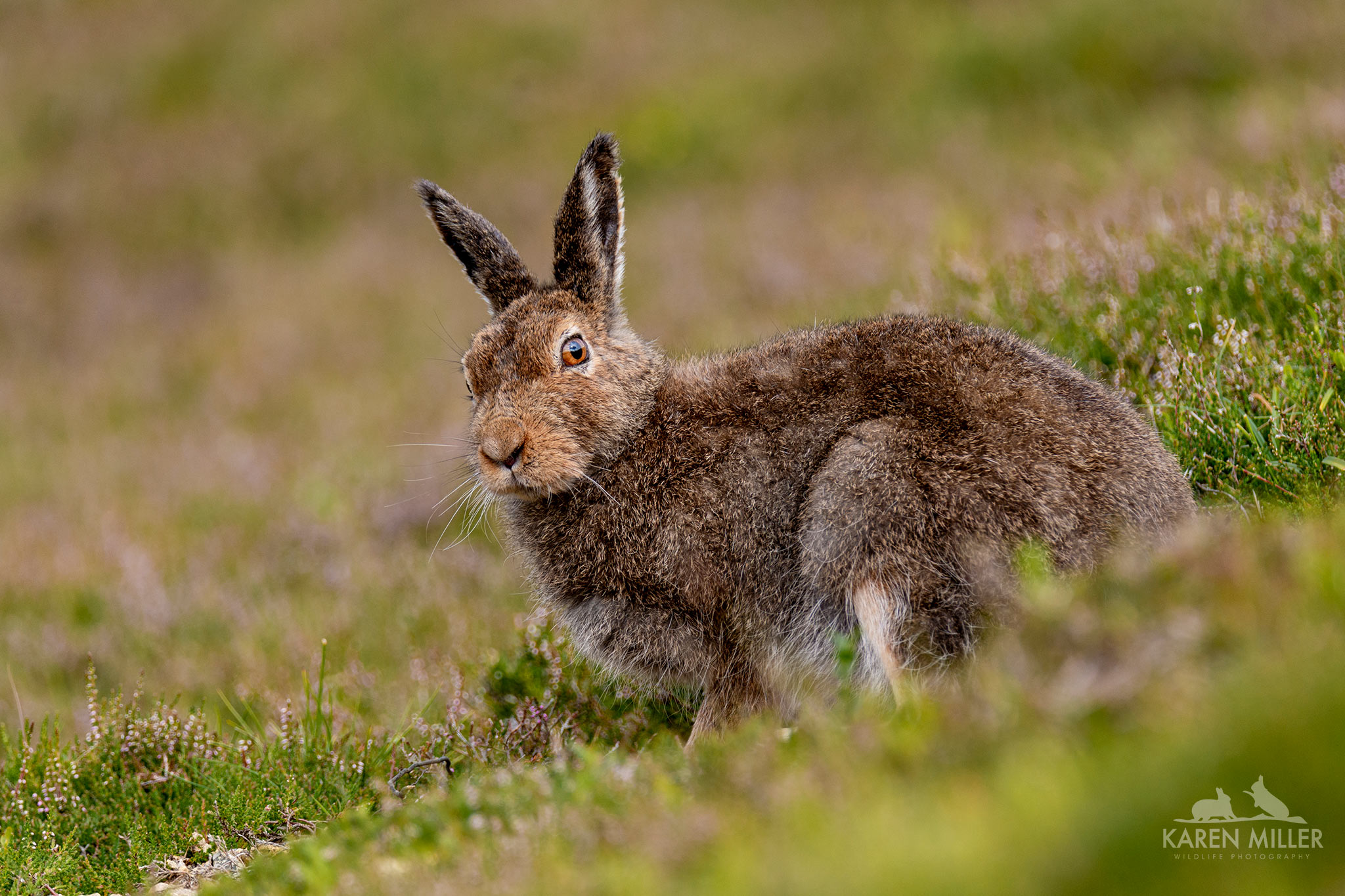 Tales From The Hare Hill Part 1: A First Magical Encounter – Karen ...