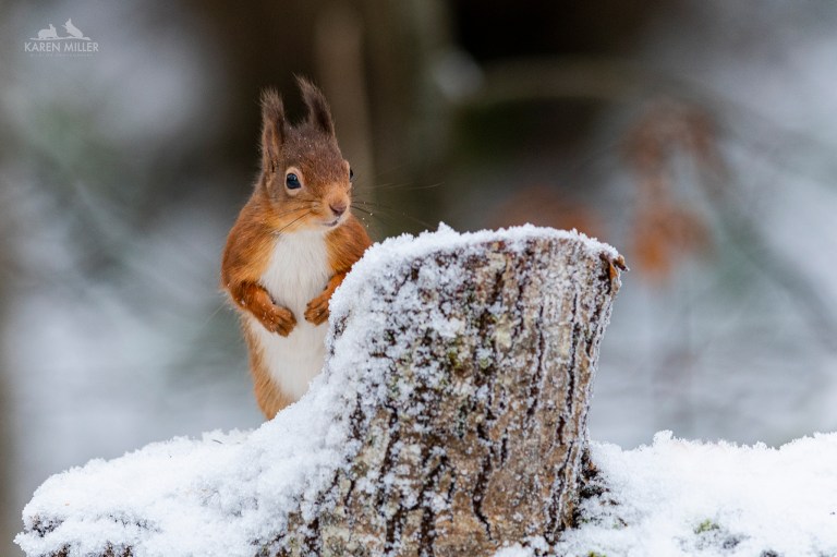 Winter Wildlife P1: Red Squirrels – Karen Miller's Wildlife photography ...
