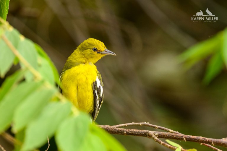Borneo: Sepilok – Orangutans, Proboscis Monkeys and Sun Bears – Karen ...
